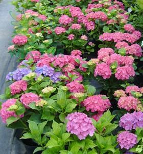 Hortensja ogrodowa różowa pienna Hydrangea macrophylla - Ogrodniczy ...